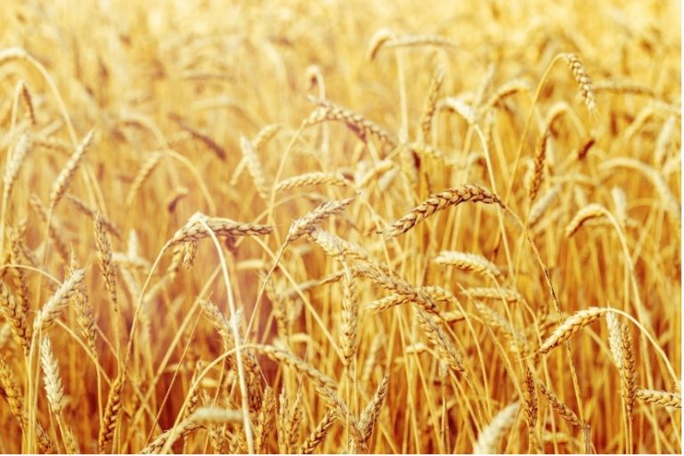 Home - Agrifood Technology